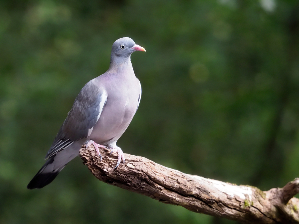 Wildtauben - Wissen für die Jägerprüfung