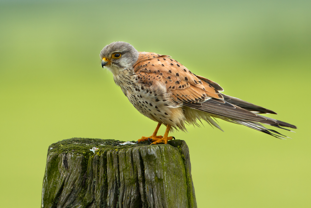 Falken - Wissen für die Jägerprüfung
