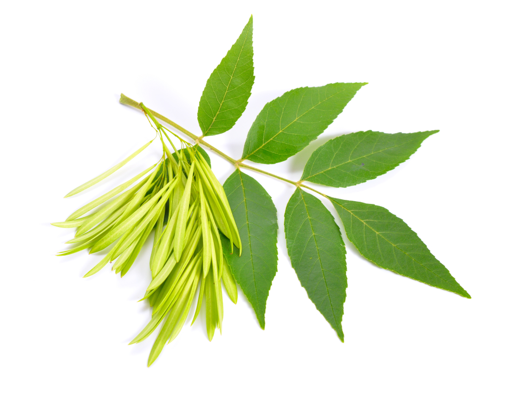 Bäume - Wissen für die Jägerprüfung