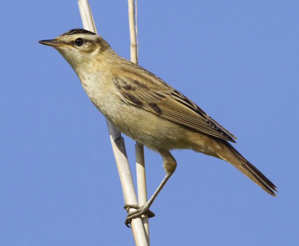 Schof - Wissen für die Jägerprüfung