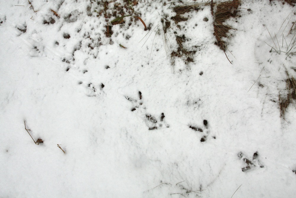 GEE - Wissen für die Jägerprüfung