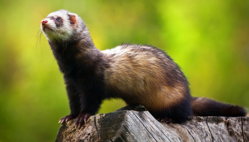 Iltis - Wissen für die Jägerprüfung