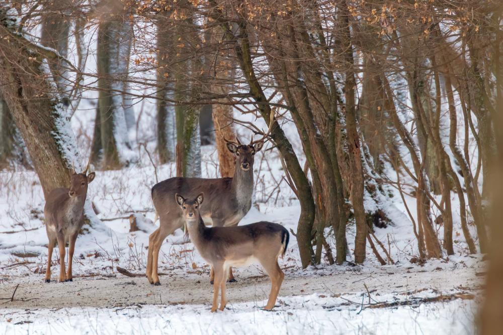 Damwild - Wissen für die Jägerprüfung