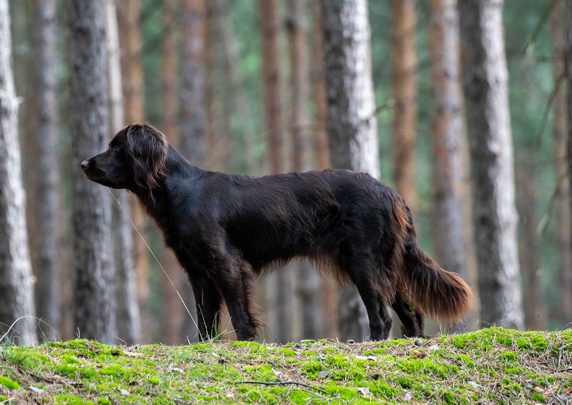Vorstehhunde - Die Allrounder unter den Jagdhunden - Wissen für die ...