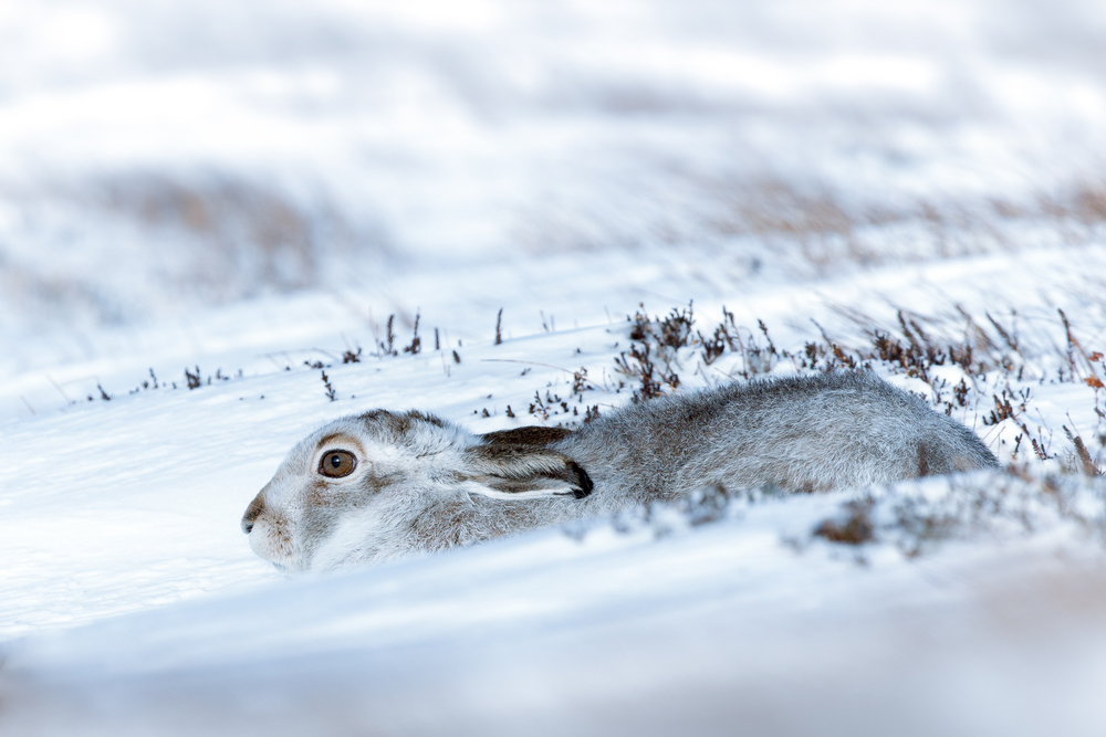 Schof - Wissen für die Jägerprüfung