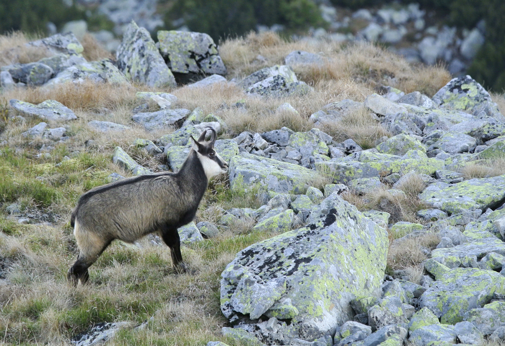 Gamswild - Wissen für die Jägerprüfung