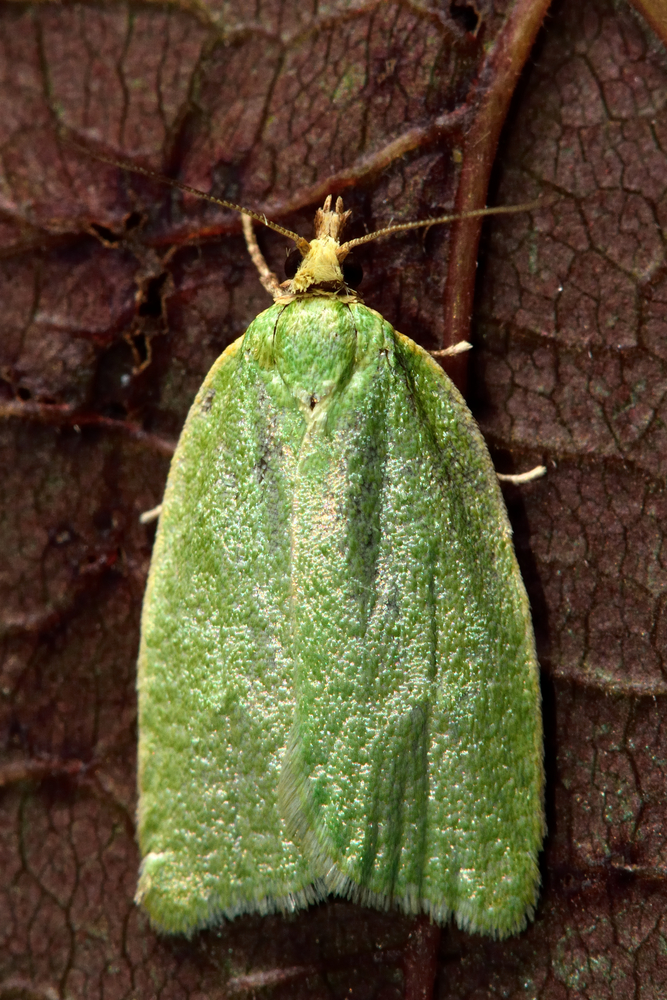 Eissprossenzehner - Wissen für die Jägerprüfung