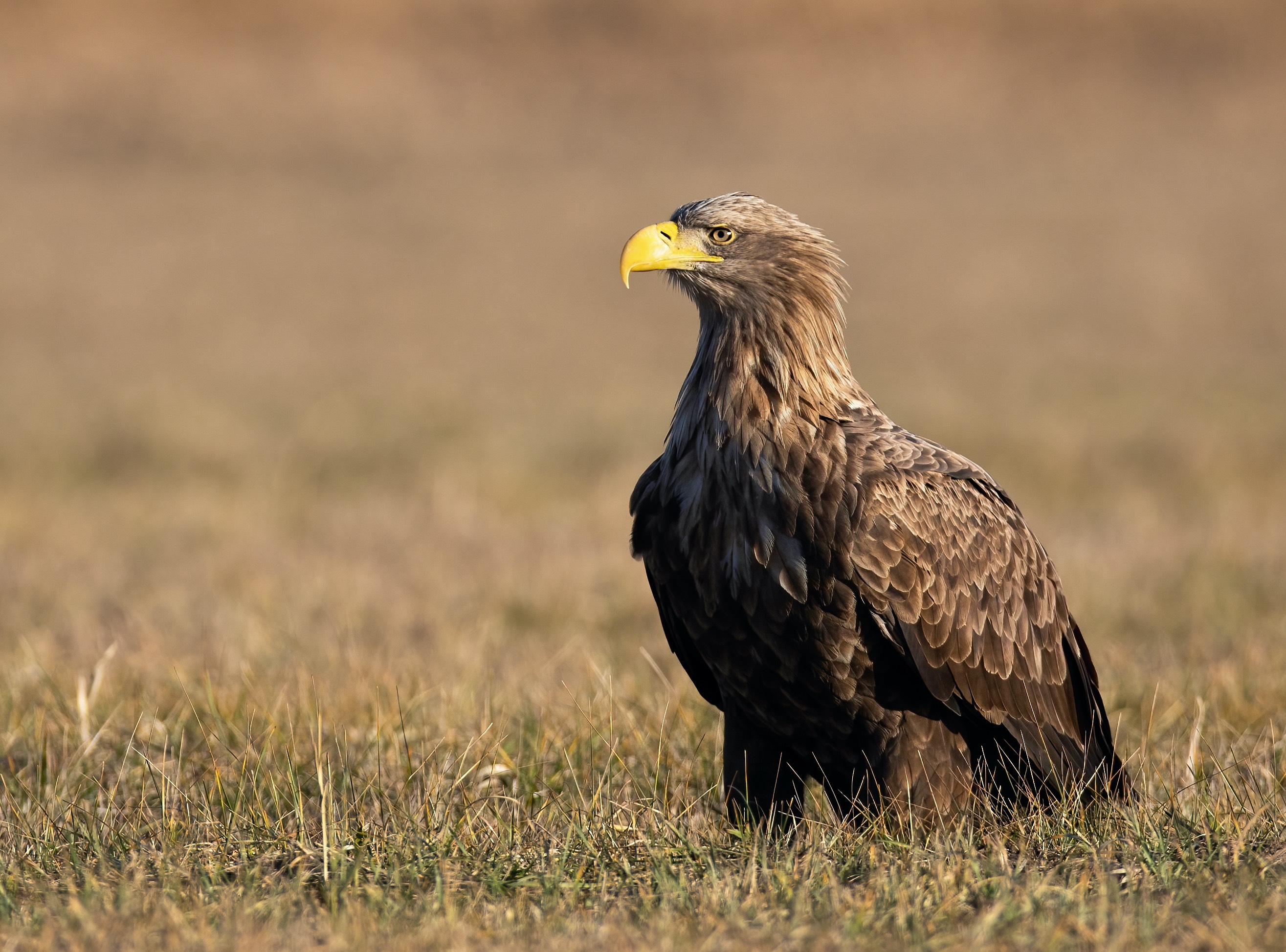 Adler - Wissen für die Jägerprüfung