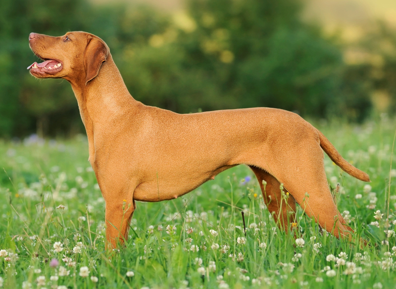 Vorstehhunde - Die Allrounder unter den Jagdhunden - Wissen für die ...