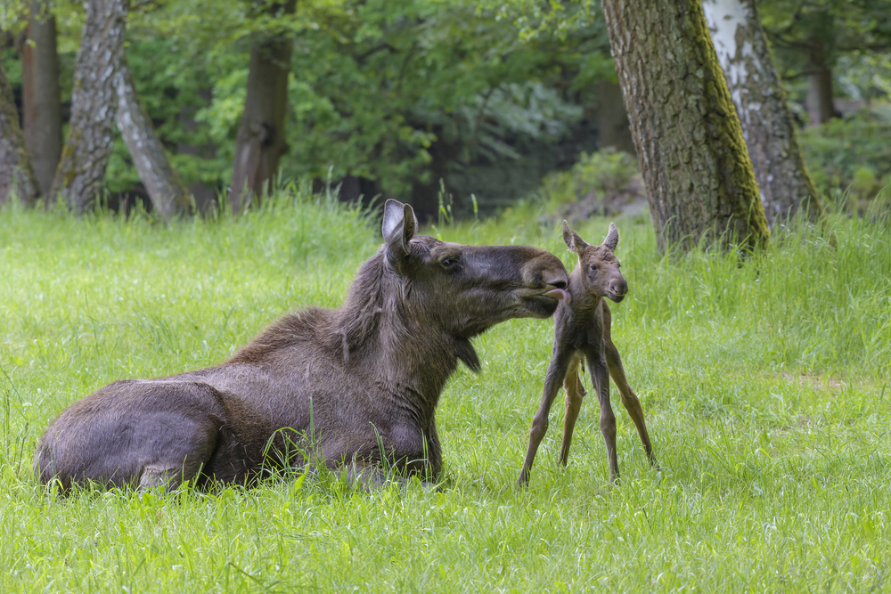 Elchwild - Wissen für die Jägerprüfung