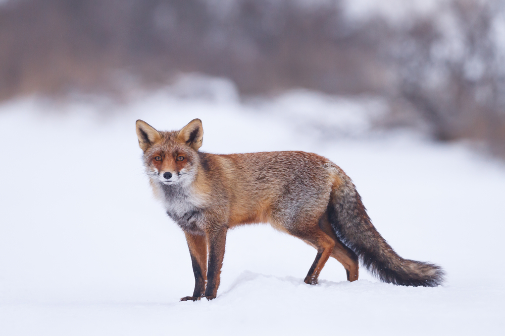 Fuchs - Wissen für die Jägerprüfung