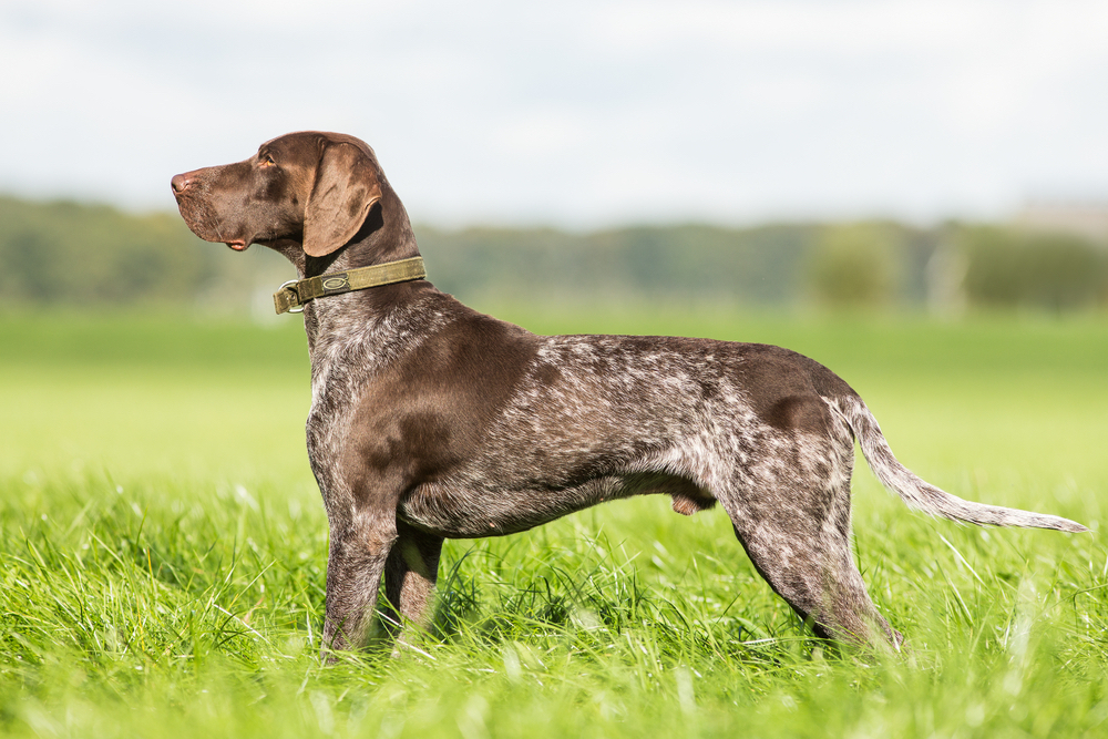 Vorstehhunde - Die Allrounder unter den Jagdhunden - Wissen für die ...
