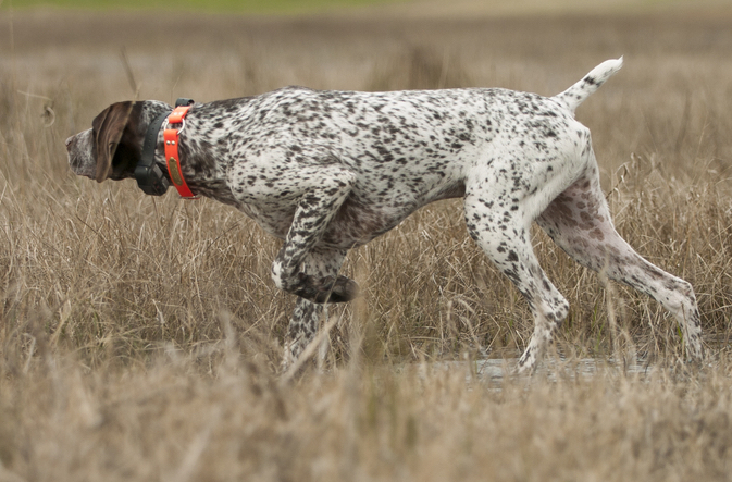 Vorstehhunde - Die Allrounder unter den Jagdhunden - Wissen für die ...