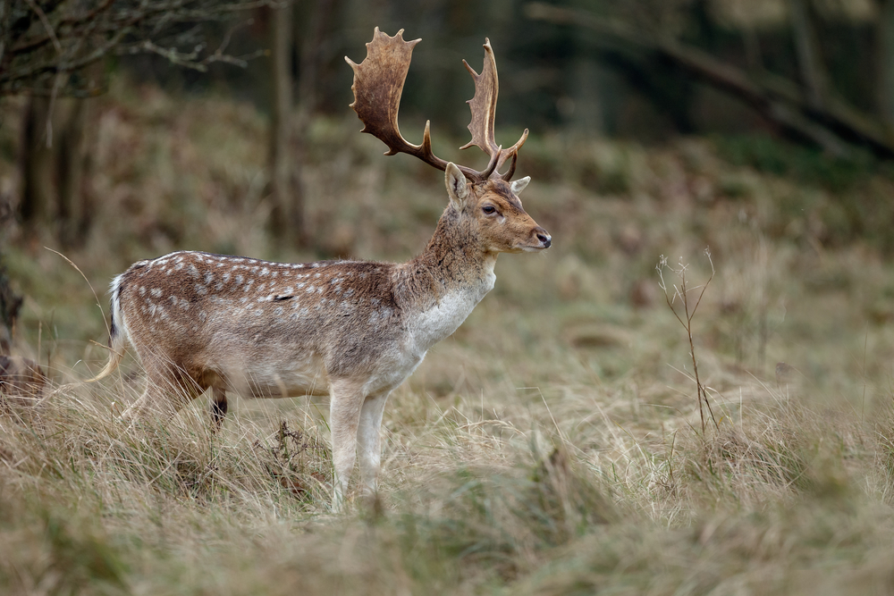 Geweih des Damwilds - Aufbau, Stufen und Entwicklung - Wissen für die ...