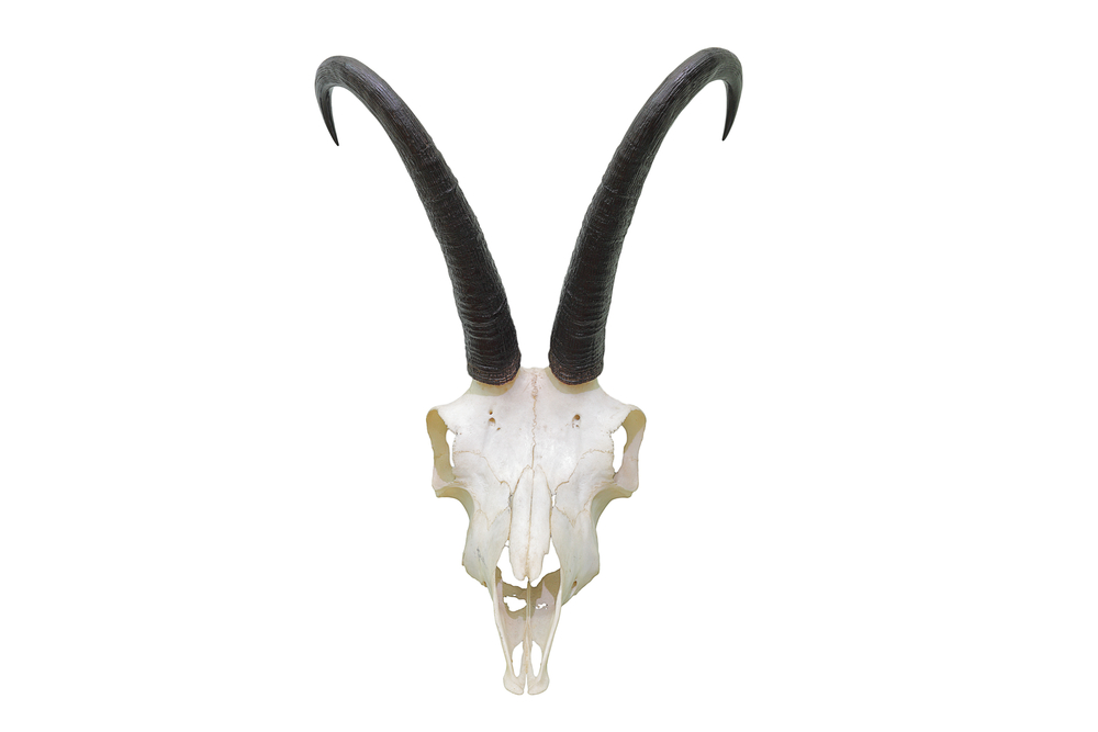 Gamswild - Wissen für die Jägerprüfung