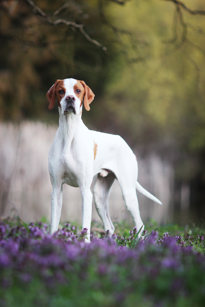 Vorstehhunde - Die Allrounder unter den Jagdhunden - Wissen für die ...