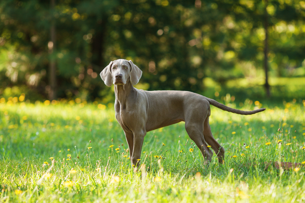 Vorstehhunde - Die Allrounder unter den Jagdhunden - Wissen für die ...