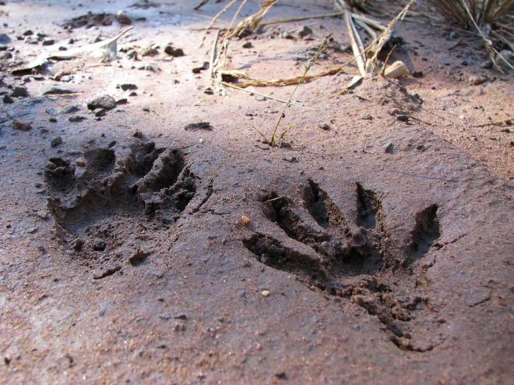 Schof - Wissen für die Jägerprüfung