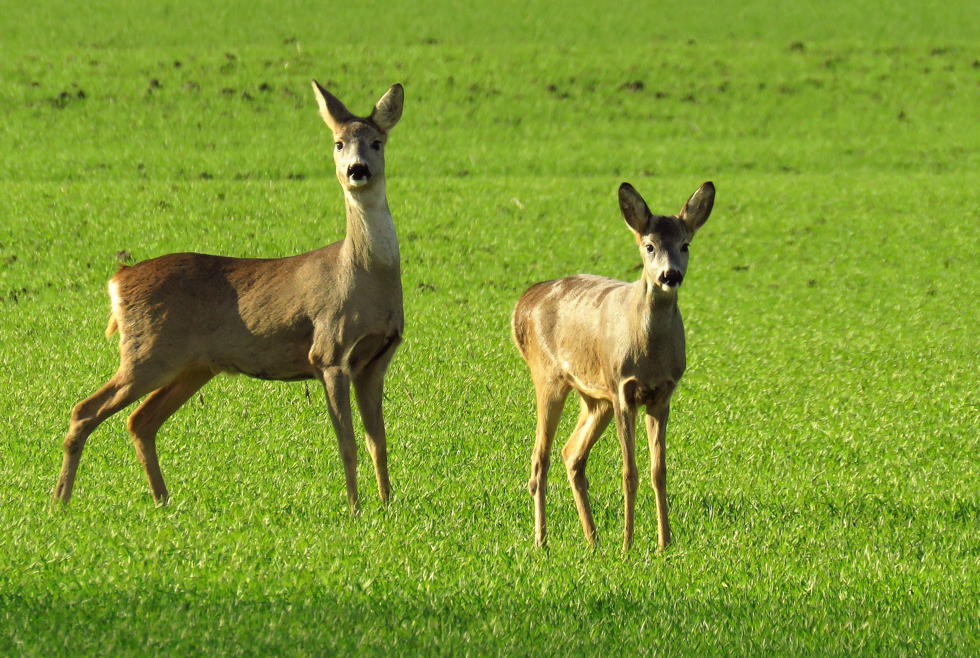 Rehwild - Wissen für die Jägerprüfung