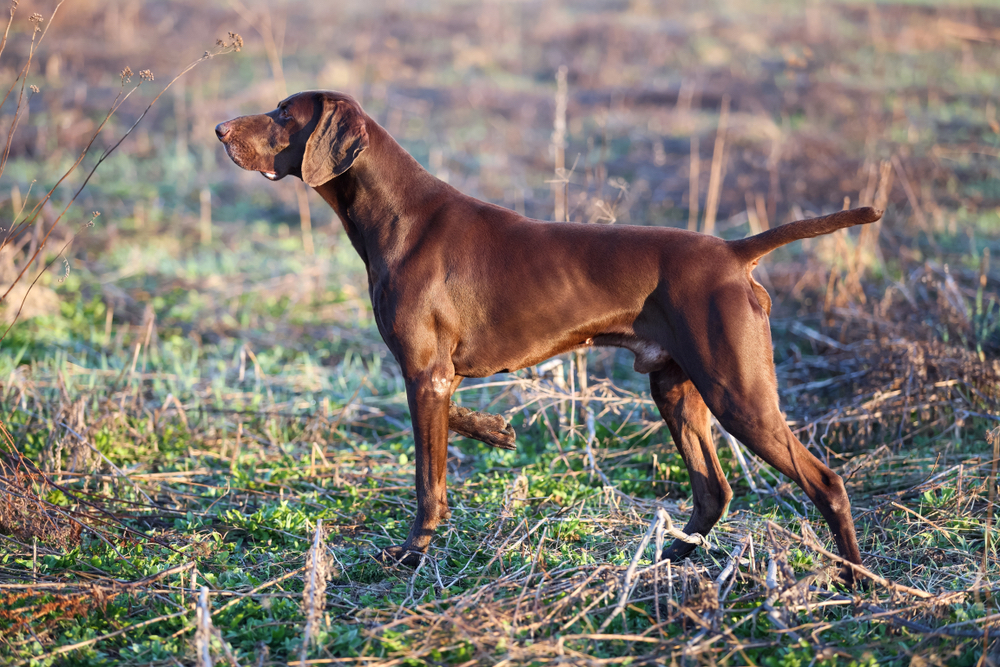 Vorstehhunde - Die Allrounder unter den Jagdhunden - Wissen für die ...